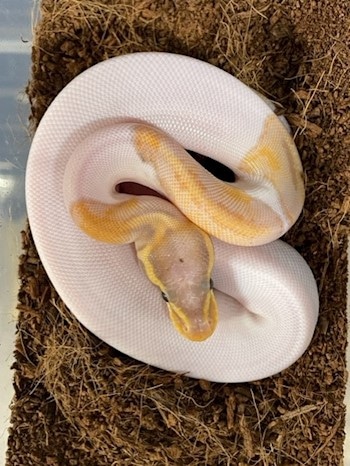Banana Mystic Pied Ball Python by The Constrictor Den - MorphMarket