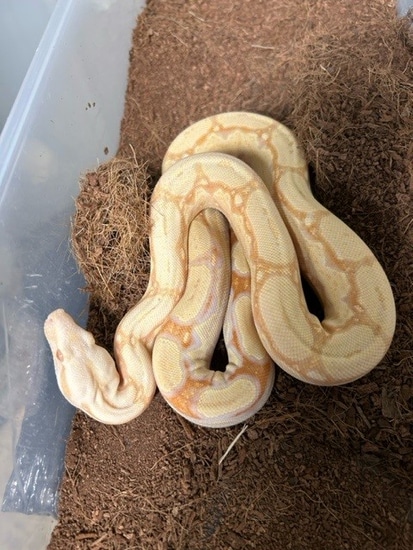 Sharp Albino Arabesque Boa Constrictor by The Constrictor Den
