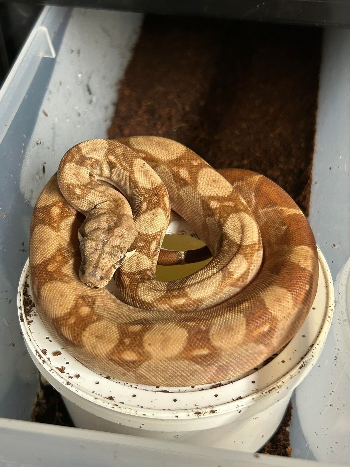 Amber T+ Albino Boa Constrictor by The Constrictor Den - MorphMarket