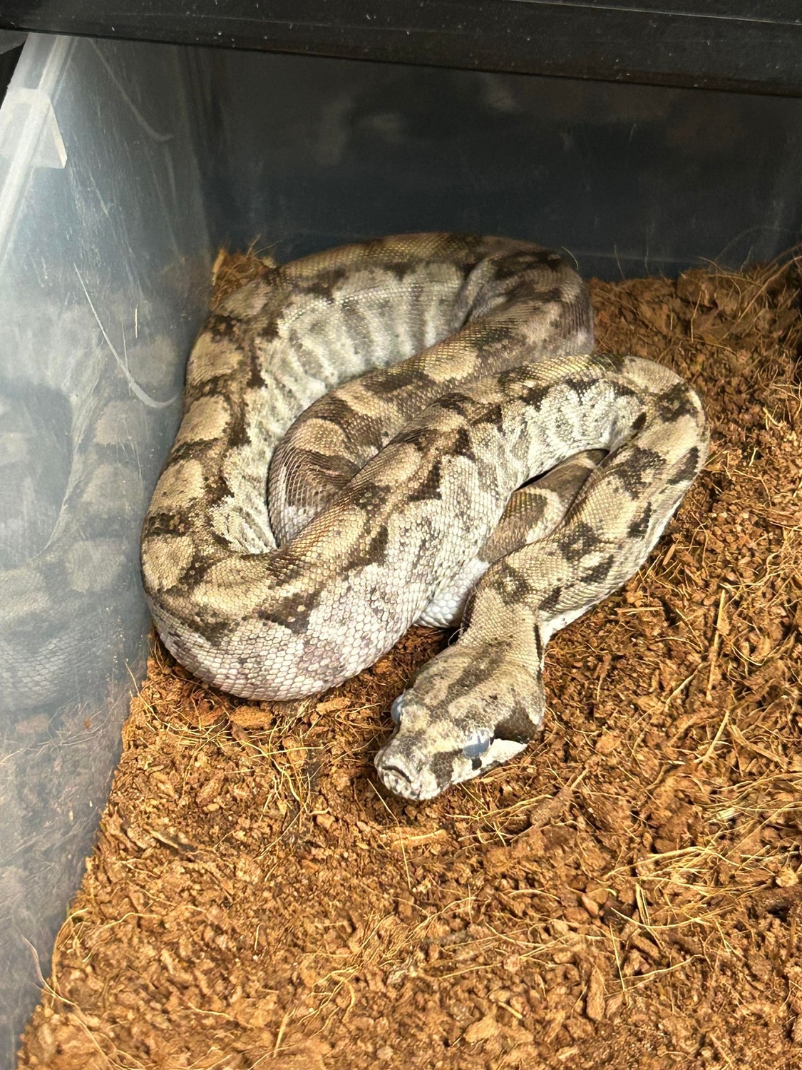 Anery Het 66% T+ Boa Constrictor by The Constrictor Den - MorphMarket