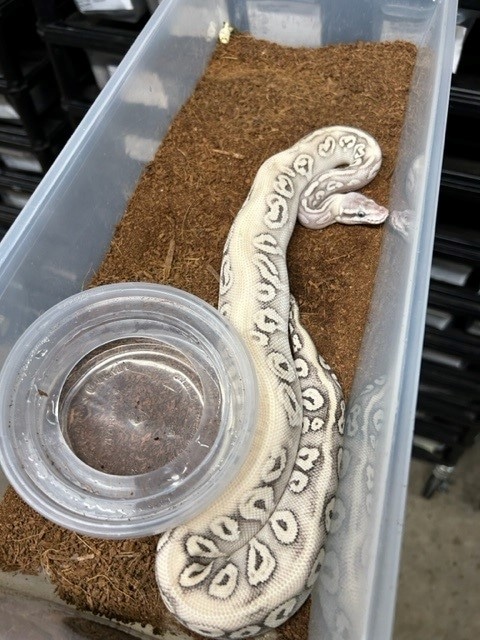 Pastel Super Phantom Ball Python by The Constrictor Den - MorphMarket