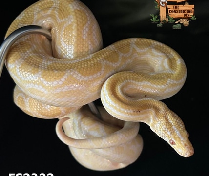 The Constrictor Den - MorphMarket