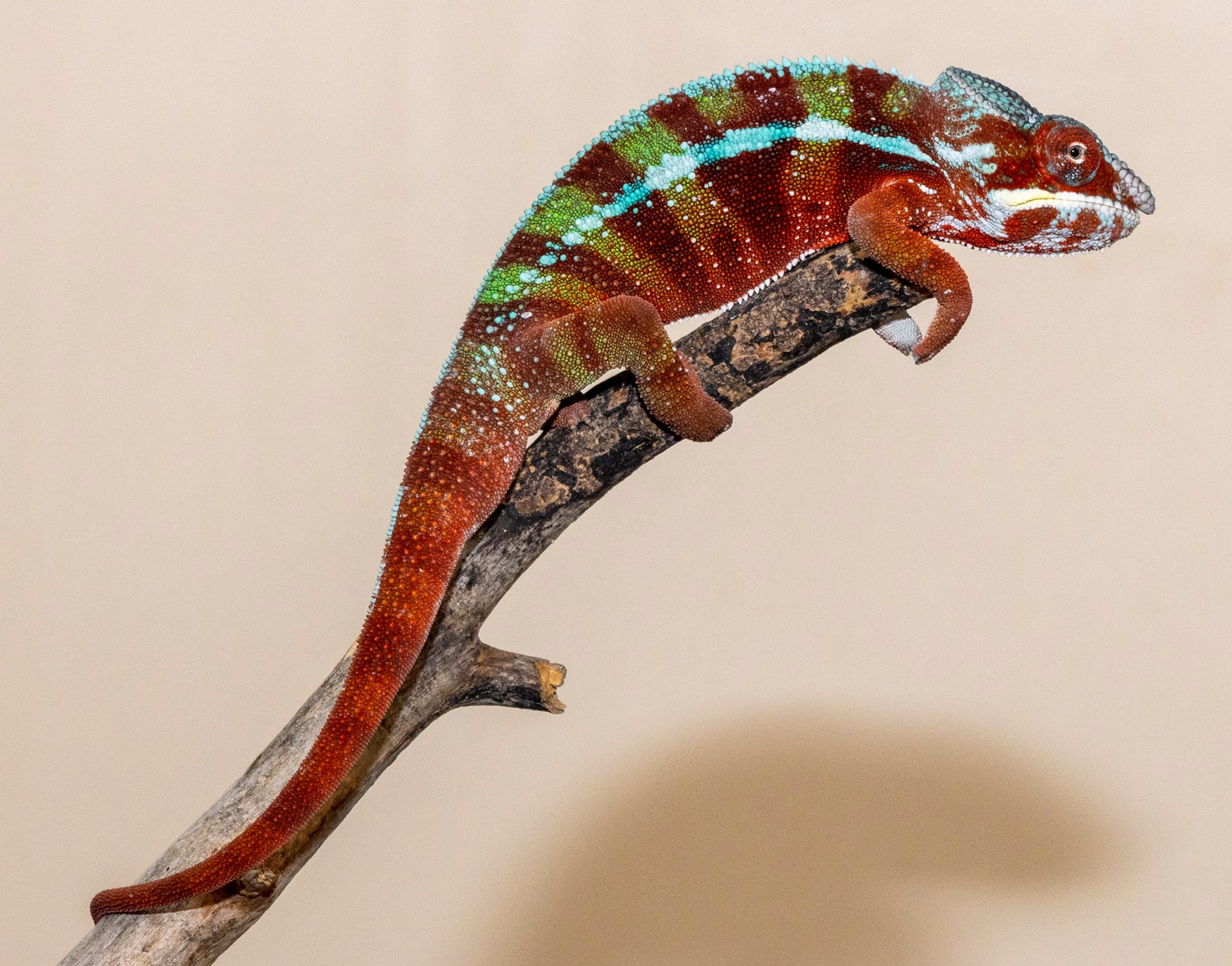 Ambilobe Panther Chameleon by Sequoia Reptile Company, LLC - MorphMarket