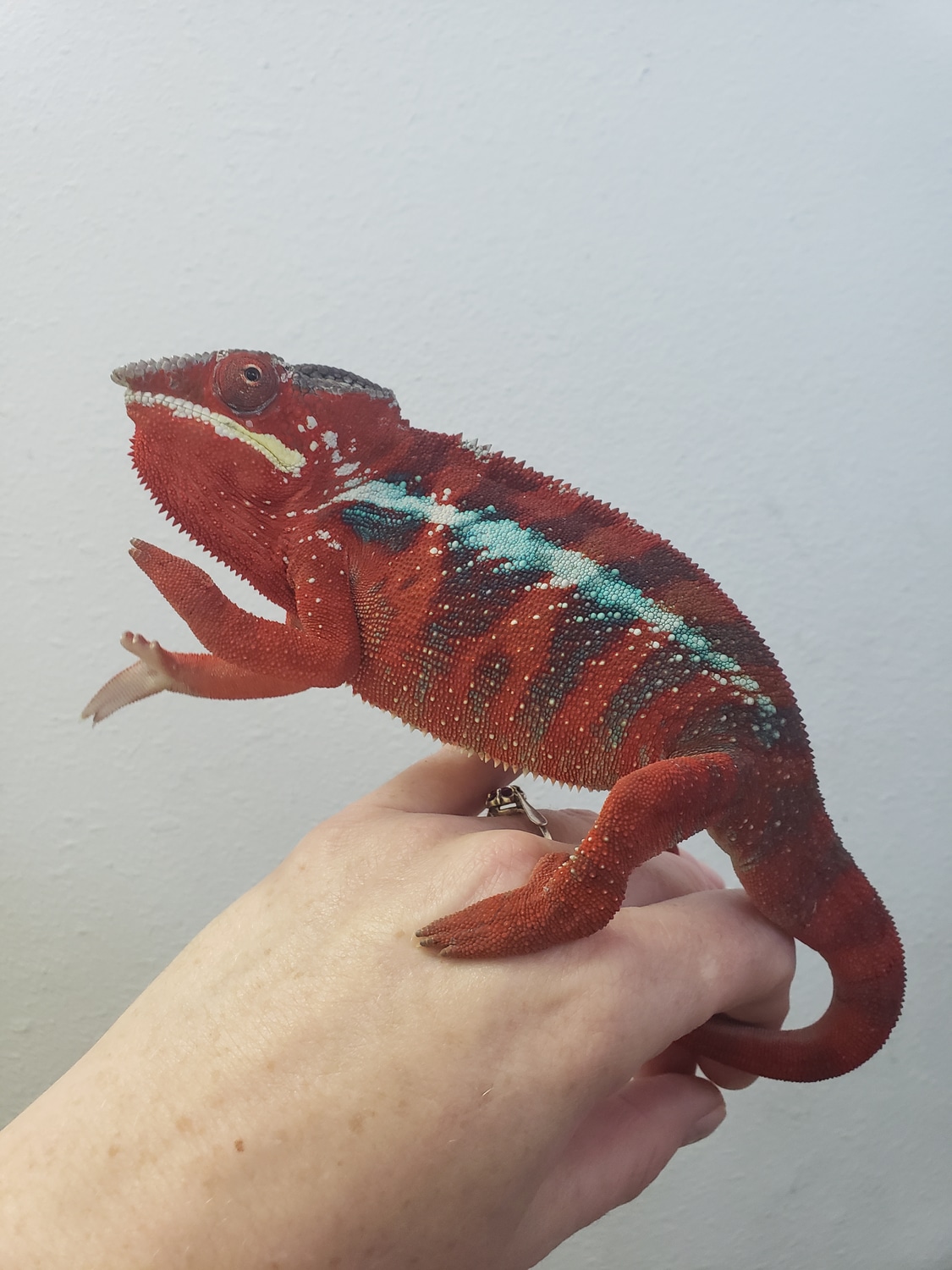 Ambilobe Panther Chameleon by Sequoia Reptile Company, LLC - MorphMarket