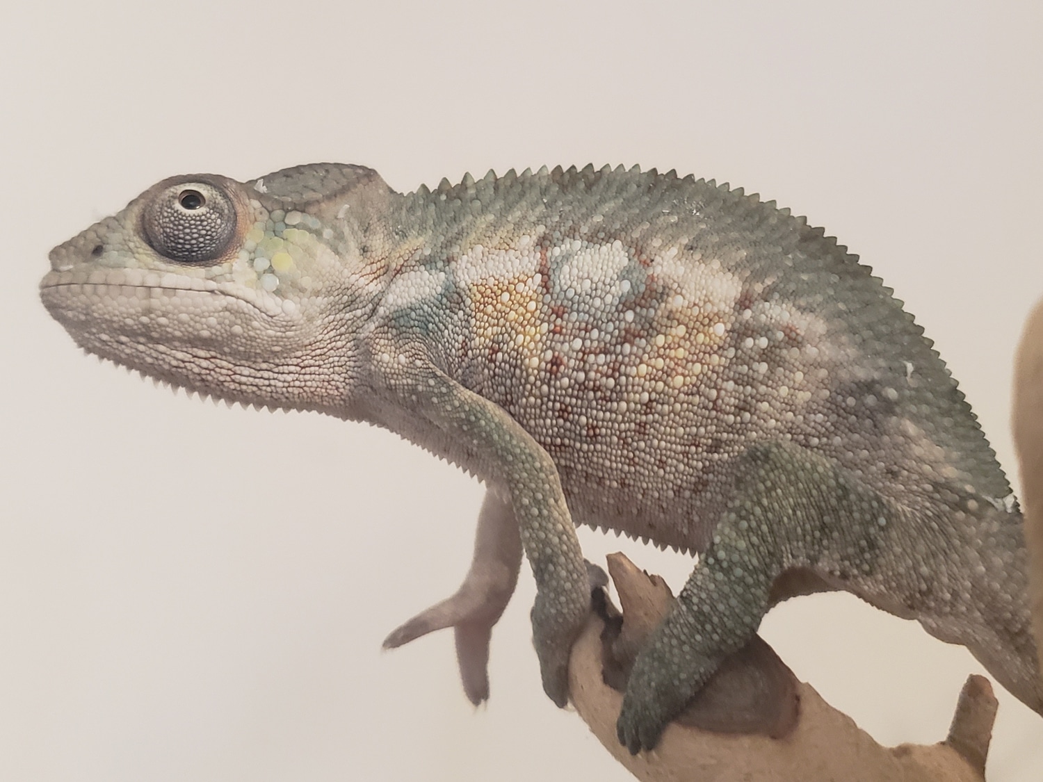 Ambilobe Panther Chameleon by Sequoia Reptile Company, LLC - MorphMarket