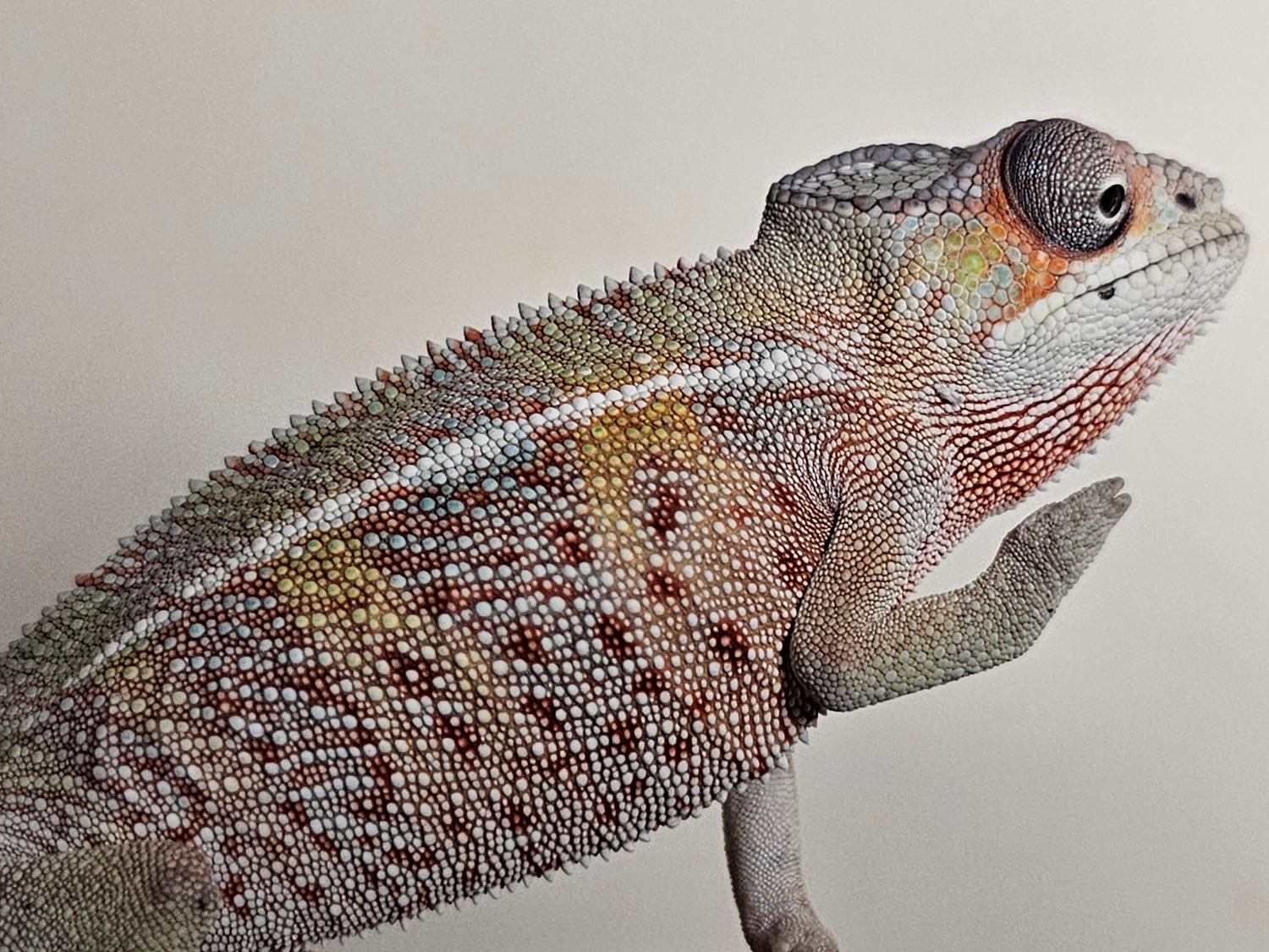 Male Ambilobe . Trade Panther Chameleon by Sequoia Reptile Company, LLC ...