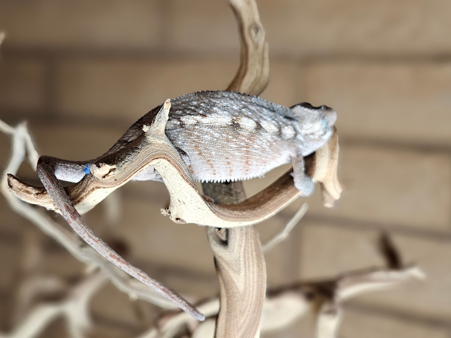 3 Females Ambilobe Panther Chameleon by Sequoia Reptile Company, LLC ...