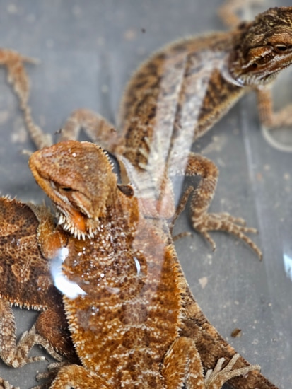Wholesale Lot Of 10 Central Bearded Dragon by Sequoia Reptile Company, LLC