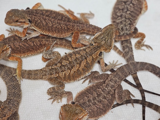 Red/Citrus Wholesale Lot Of 10 Central Bearded Dragon by Sequoia ...