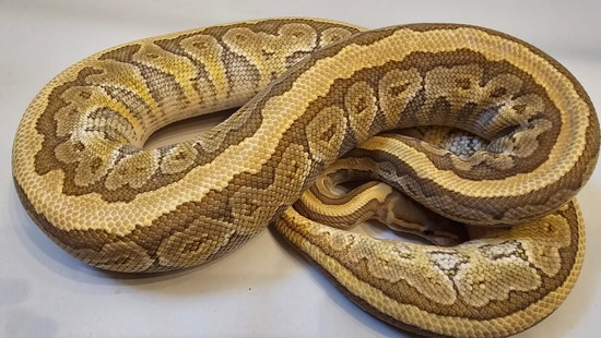 1600g Proven Kingpin Butter Het Orange Crush Ball Python by Sequoia Reptile Company, LLC