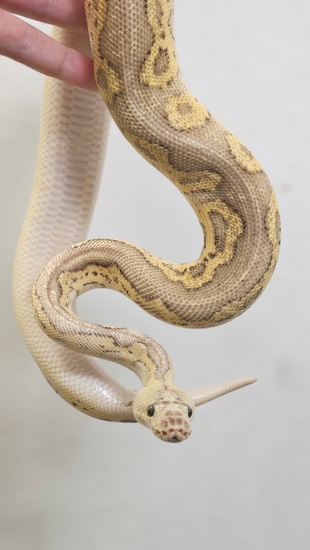 Super Pastel Fire Clown Ball Python by Sequoia Reptile Company, LLC