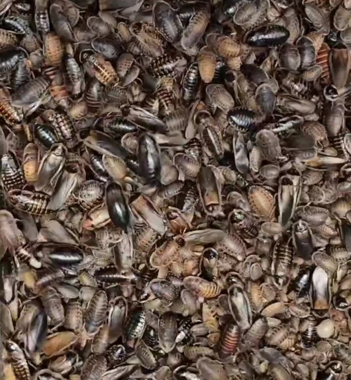 25 Pounds Of Dubia Roaches. Wholesale. Huge Colony. Cockroach by ...