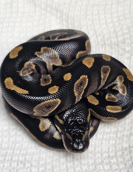 Black Head Ball Python by Sequoia Reptile Company, LLC