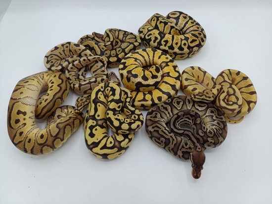 8 Ball Pythons For Ham 100% Het Clown 50% Het Dg by NRZ