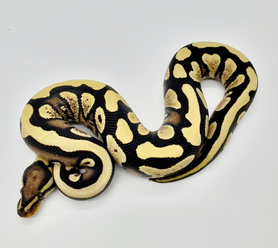 Yellowbelly Desertghost Pos Het Cryptic Ball Python by Nsane Clown Pythons