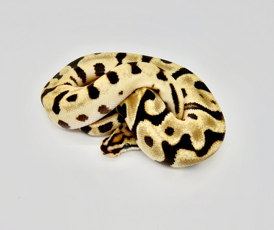 Fire Spotnose Orange Dream Het Clown Ball Python by Nsane Clown Pythons