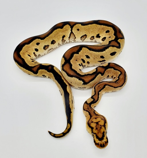 Red Stripe Clown Ball Python by Nsane Clown Pythons