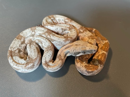 Pure Hog Island Boas Boa Constrictor by Snake Castle Reptiles