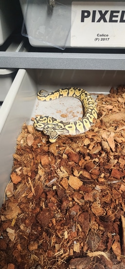 Rescue Pastel Ghost Het Puzzle Ball Python by Cedar Creek Herpetoculture