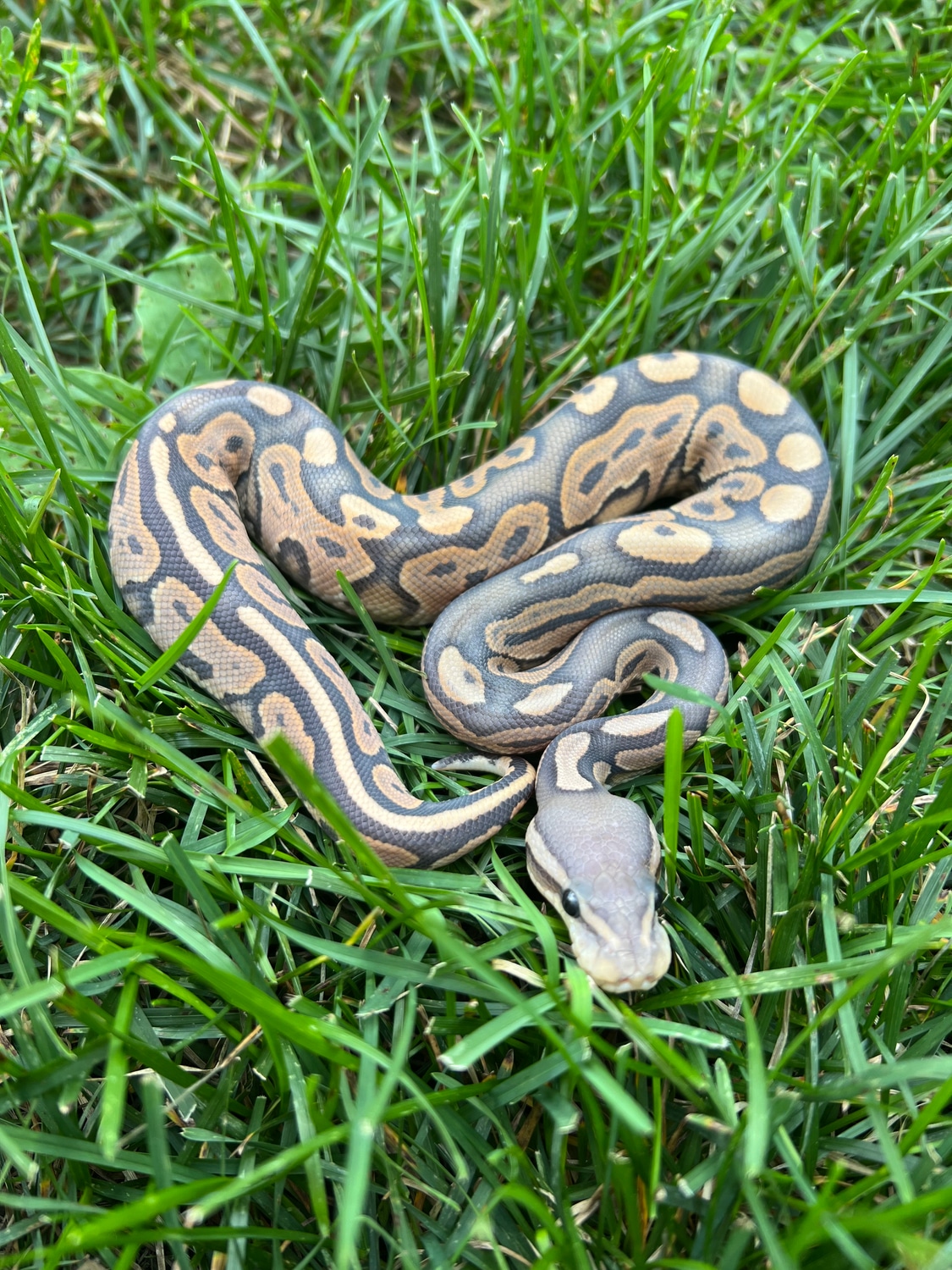 SALE!! Cinnamon Hypo Male Ball Python by S&Nakes - MorphMarket