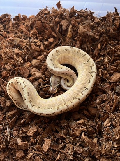 *FREE SHIPPING & SALE!!* Bamboo Yellowbelly Pinstripe Ball Python by S ...