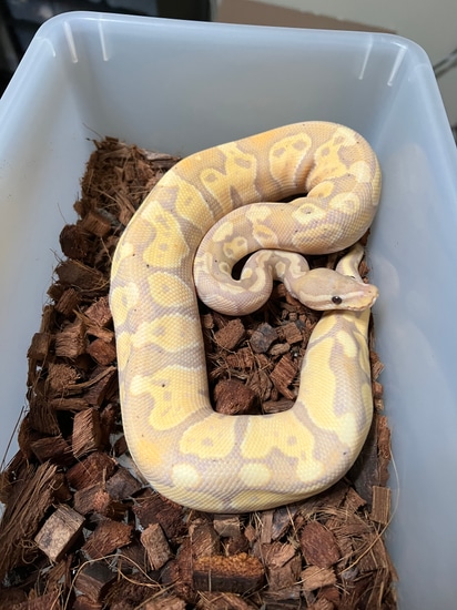 Banana Wookie Female Maker Ball Python by S&Nakes