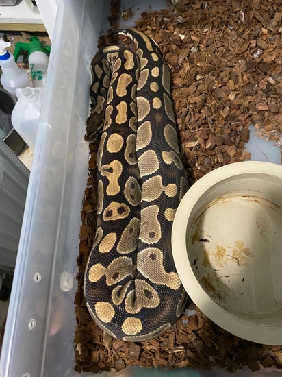 Normal Breeder Female Ball Python by S&Nakes