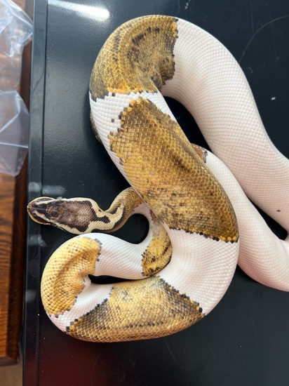 Proven Breeder Killer Pied Male Ball Python by S&Nakes
