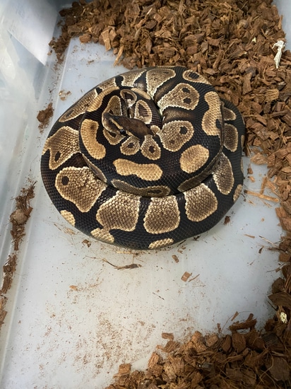 Proven Breeder Normal Female Ball Python by S&Nakes