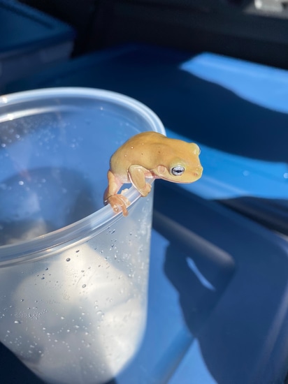 100% True Honey Blue Eyed Snowflake Whites Tree Frogs White's Tree Frog ...