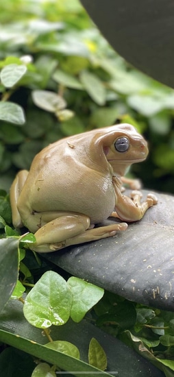100% True Honey Blue Eyed Snowflake Whites Tree Frogs White's Tree Frog ...