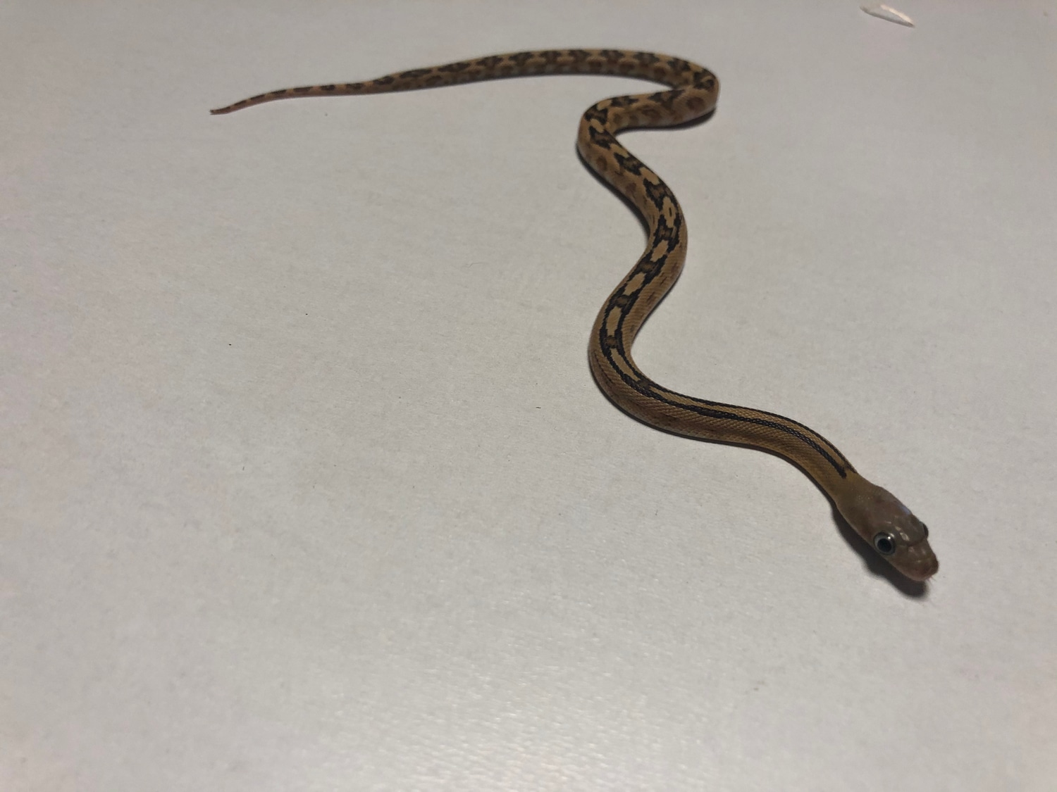 Trans-Pecos Rat Snake by Native Texas Reptiles - MorphMarket