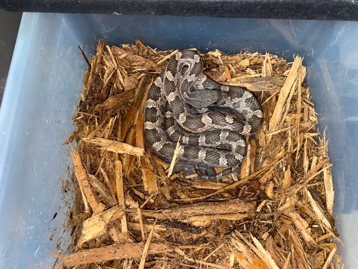 Western Rat Snake by Native Texas Reptiles - MorphMarket