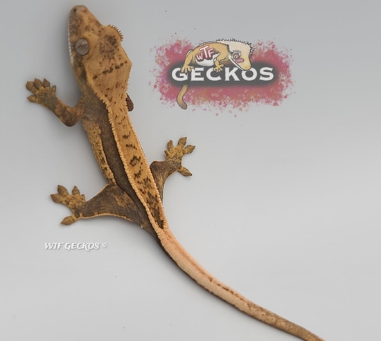 **Sale Until 12/31** Dark Base Quad Stripe *poss Super Soft Scale ...