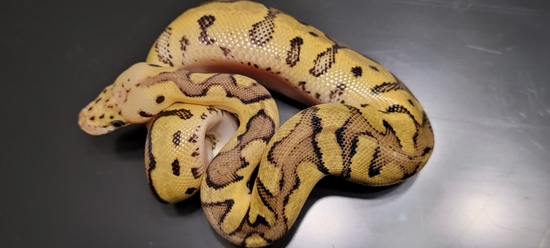 Pastel Red Stripe Poss Blade Clown 50% Het Pied Ball Python by Grumpy ...