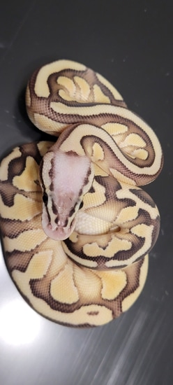 Super Pastel Red Stripe Lesser Poss Blade 100% Het Clown 50% Het Pied ...