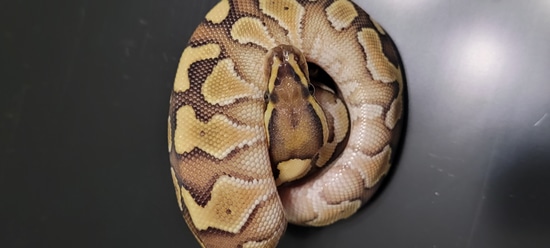 Red Stripe Lesser Poss Blade 100% Het Clown 50% Het Pied Ball Python by ...