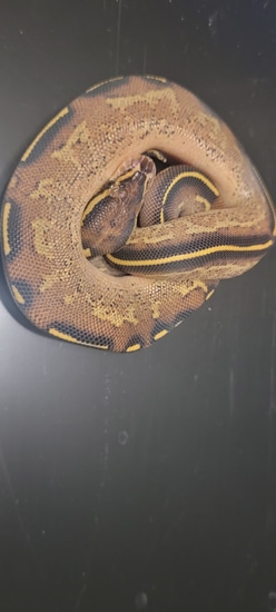 Freeway Ball Python by Grumpy Old Veteran's Balls