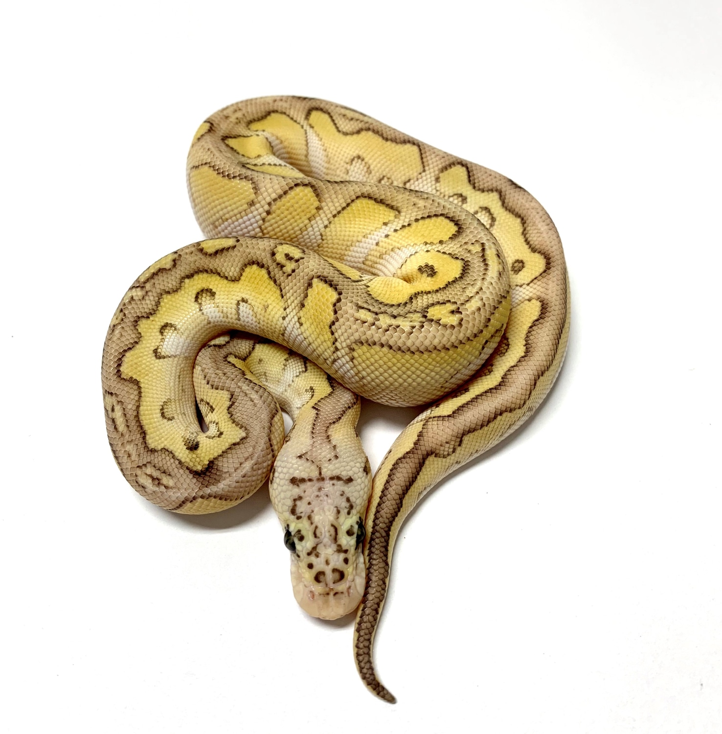 Pastel Lesser (Poss YB) Clown Ball Python by J. Ulrich Reptiles ...