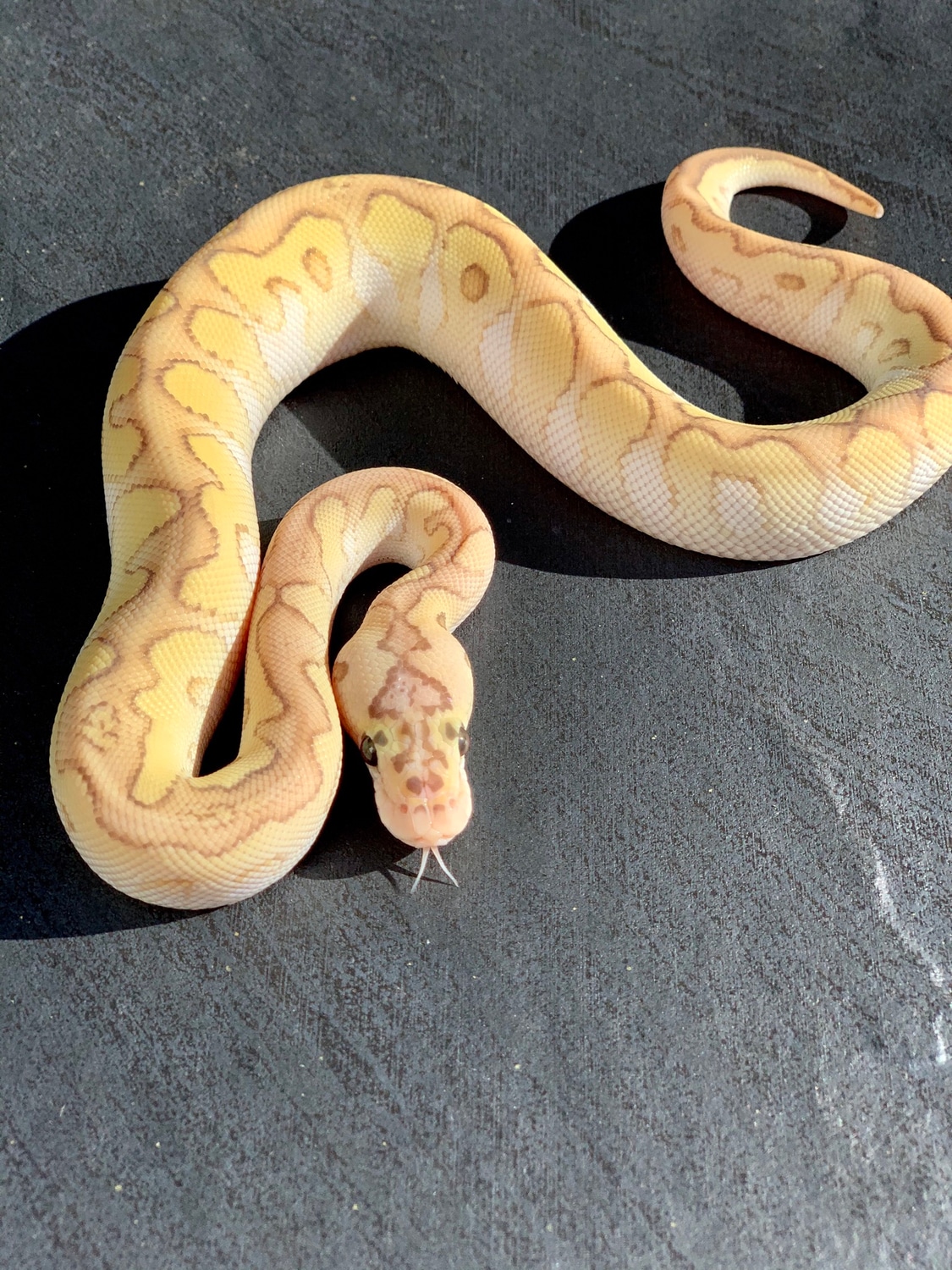Pastel Banana Lesser (Poss YB) Clown Ball Python by J. Ulrich Reptiles ...