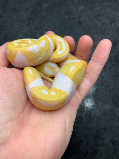 - EMOJI - Albino Piebald Ball Python by J. Ulrich Reptiles - MorphMarket