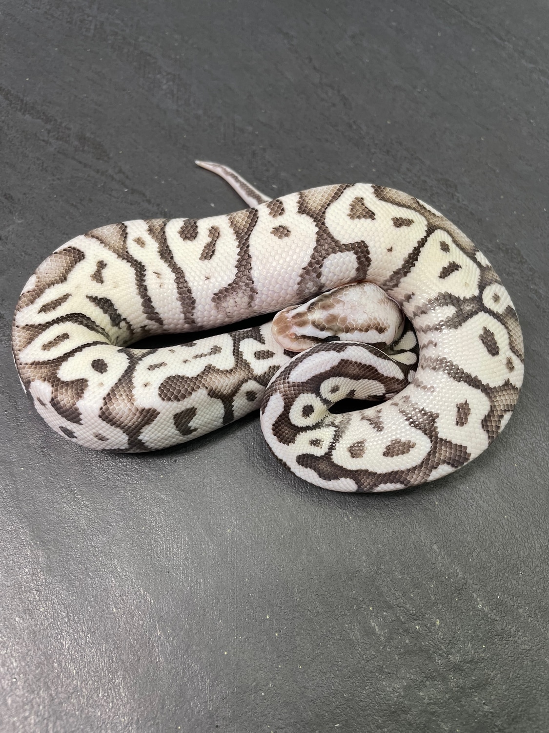 Super Pastel Fire (SuperFly) TSK Aannthic Ball Python by J. Ulrich ...