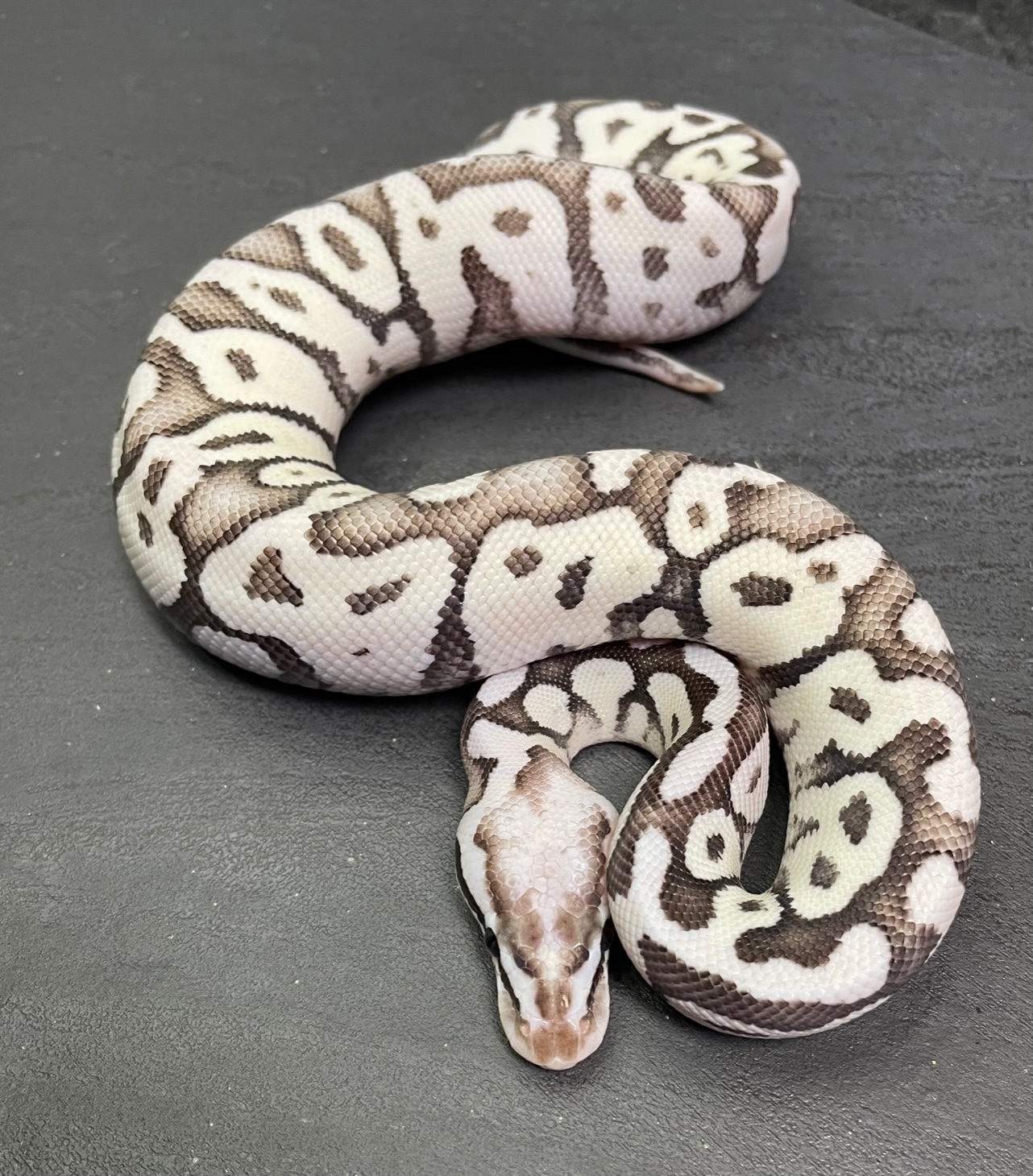 Super Pastel Fire (SuperFly) TSK Aannthic Ball Python by J. Ulrich ...