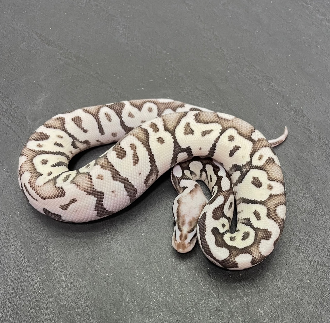 Super Pastel Fire (SuperFly) TSK Aannthic Ball Python by J. Ulrich ...