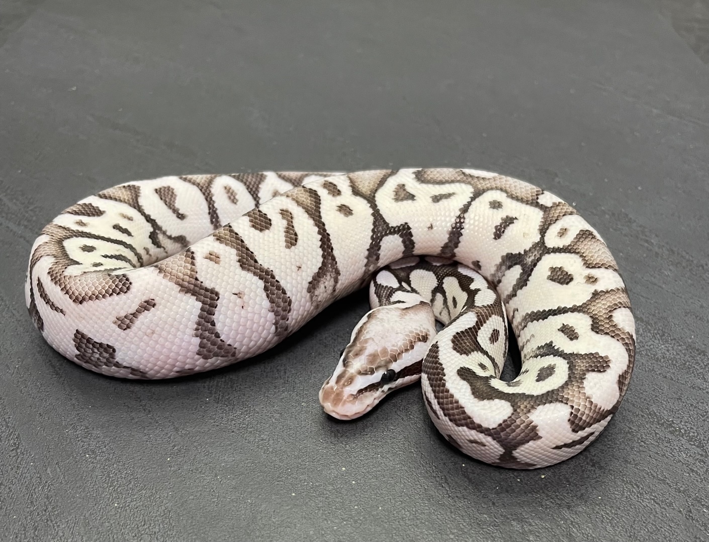 Super Pastel Fire (SuperFly) TSK Aannthic Ball Python by J. Ulrich ...