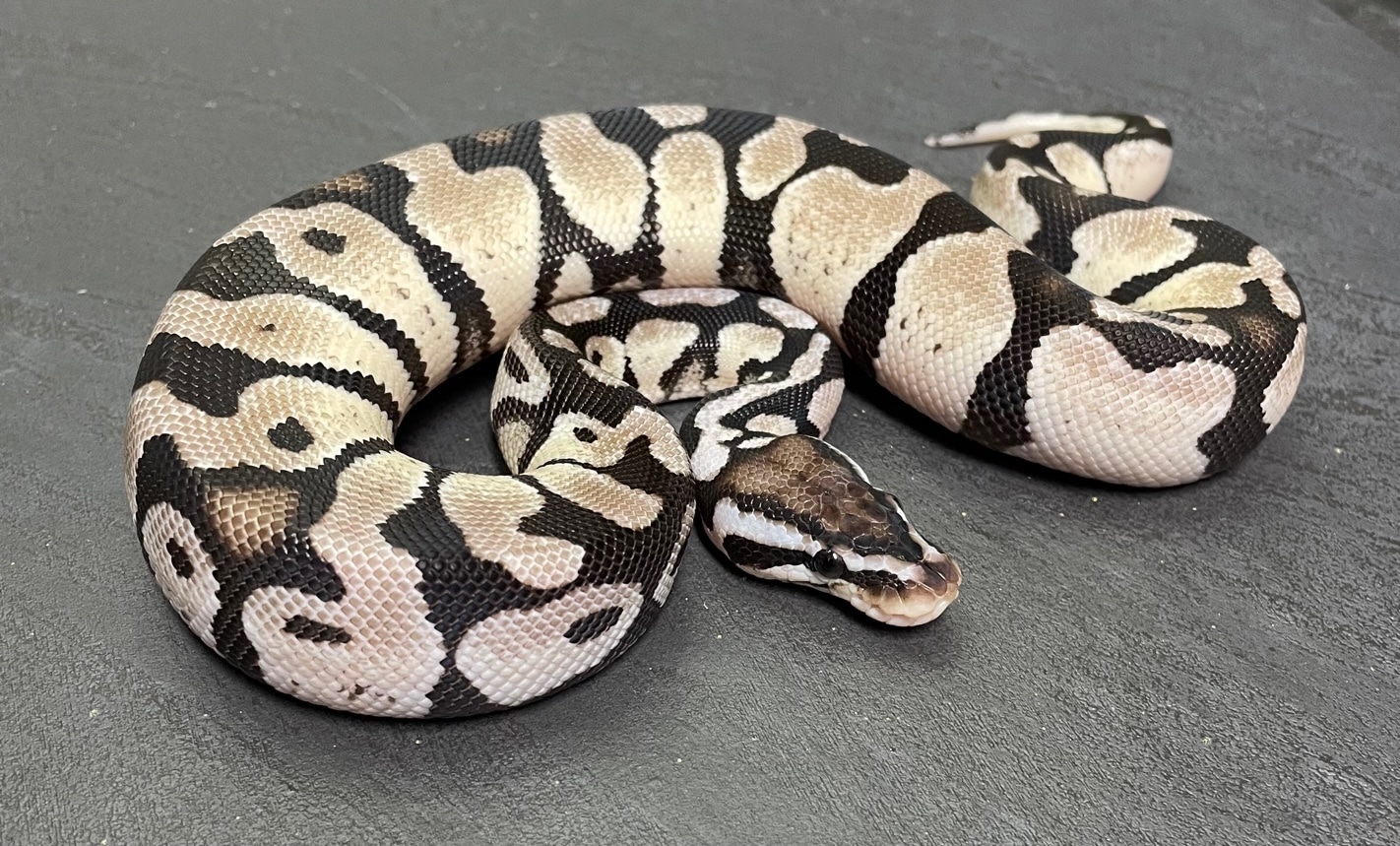 Pastel TSK Axanthic 100% Het Hypo Ball Python by J. Ulrich Reptiles ...