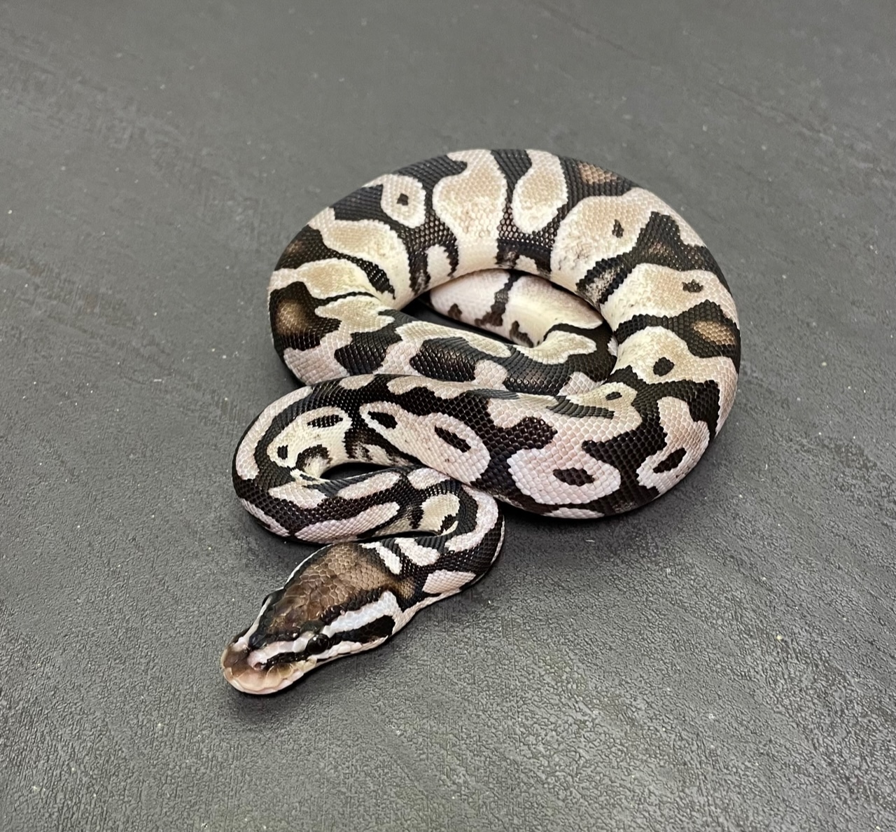 Pastel TSK Axanthic 100% Het Hypo Ball Python by J. Ulrich Reptiles - MorphMarket