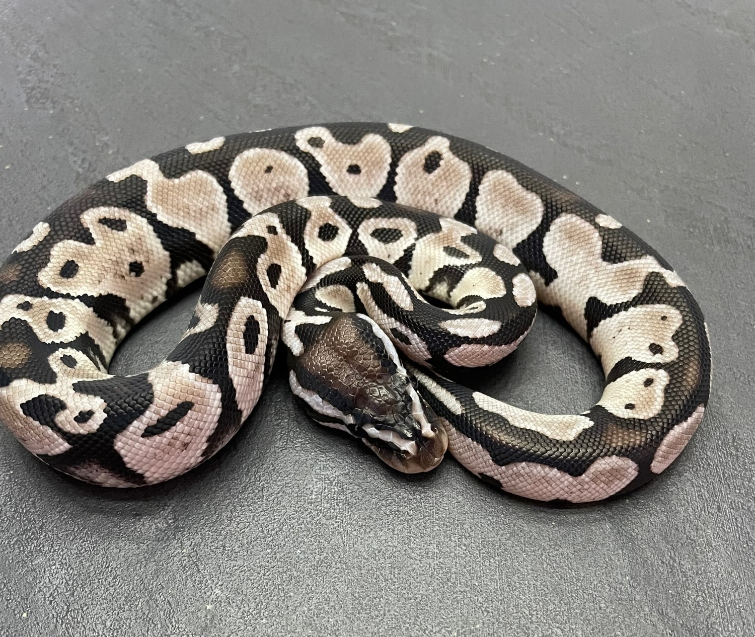 Pastel TSK Axanthic Ball Python by J. Ulrich Reptiles - MorphMarket