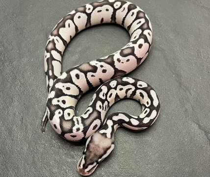 Pastel TSK Axanthic Ball Python by J. Ulrich Reptiles - MorphMarket