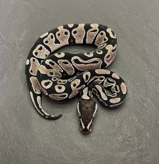 TSK Axanthic 100% Het Hypo Ball Python by J. Ulrich Reptiles